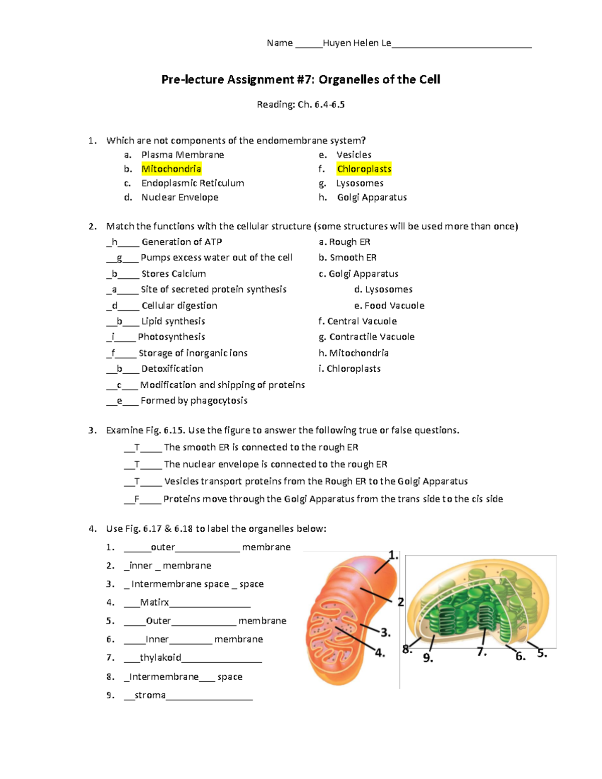 Prelecture Assignment 7: Cell Organelles - Ch. 6 Analysis - Studocu