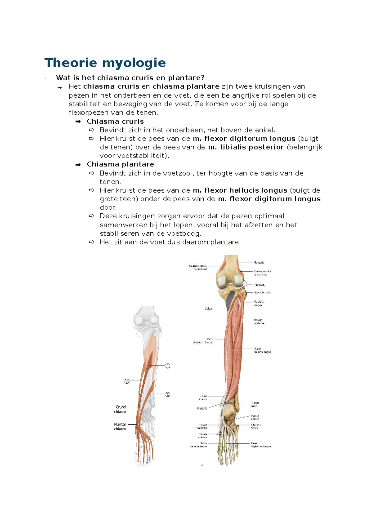 Theorie Myologie: Belangrijke Structuren, Zenuwen en Aandoeningen - Studocu