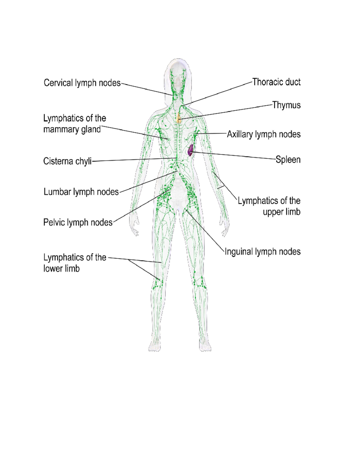 Lymphatic System - MCQs, Short & Long Essay Questions with Answers ...