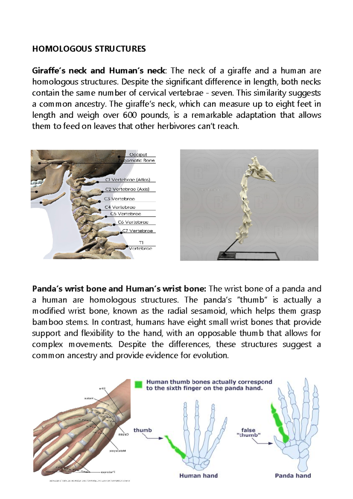 Homologous vs Analogous Structures: Evolutionary Evidence Explained ...