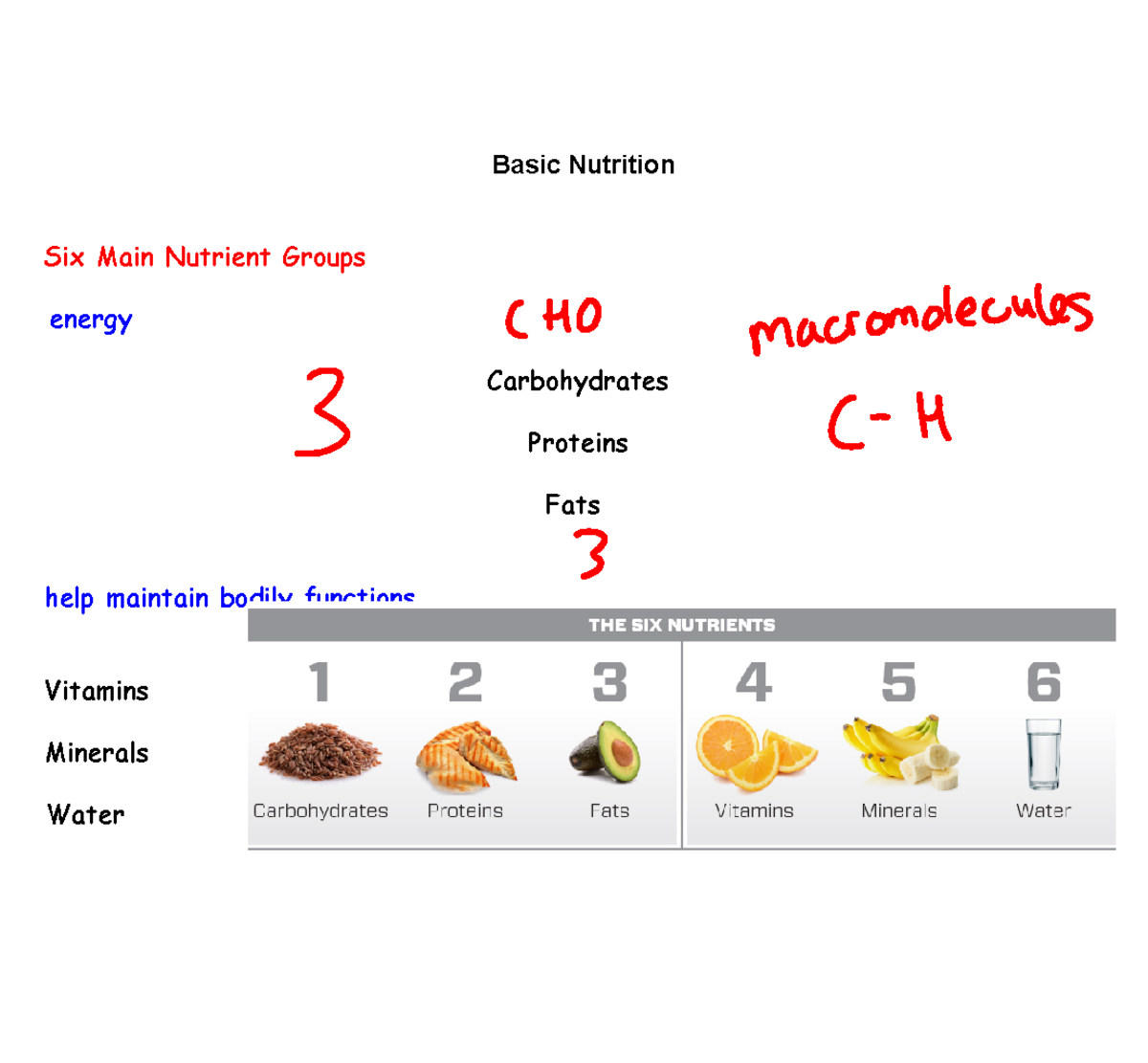 Basic Nutrition and Human Digestive System Overview - Basic Nutrition ...