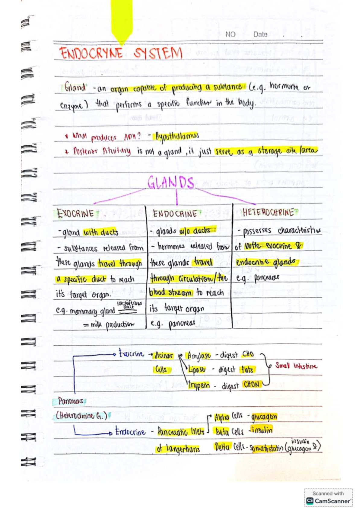 Endocrine System - Lecture Notes (Course Code: NO Date) - Studocu