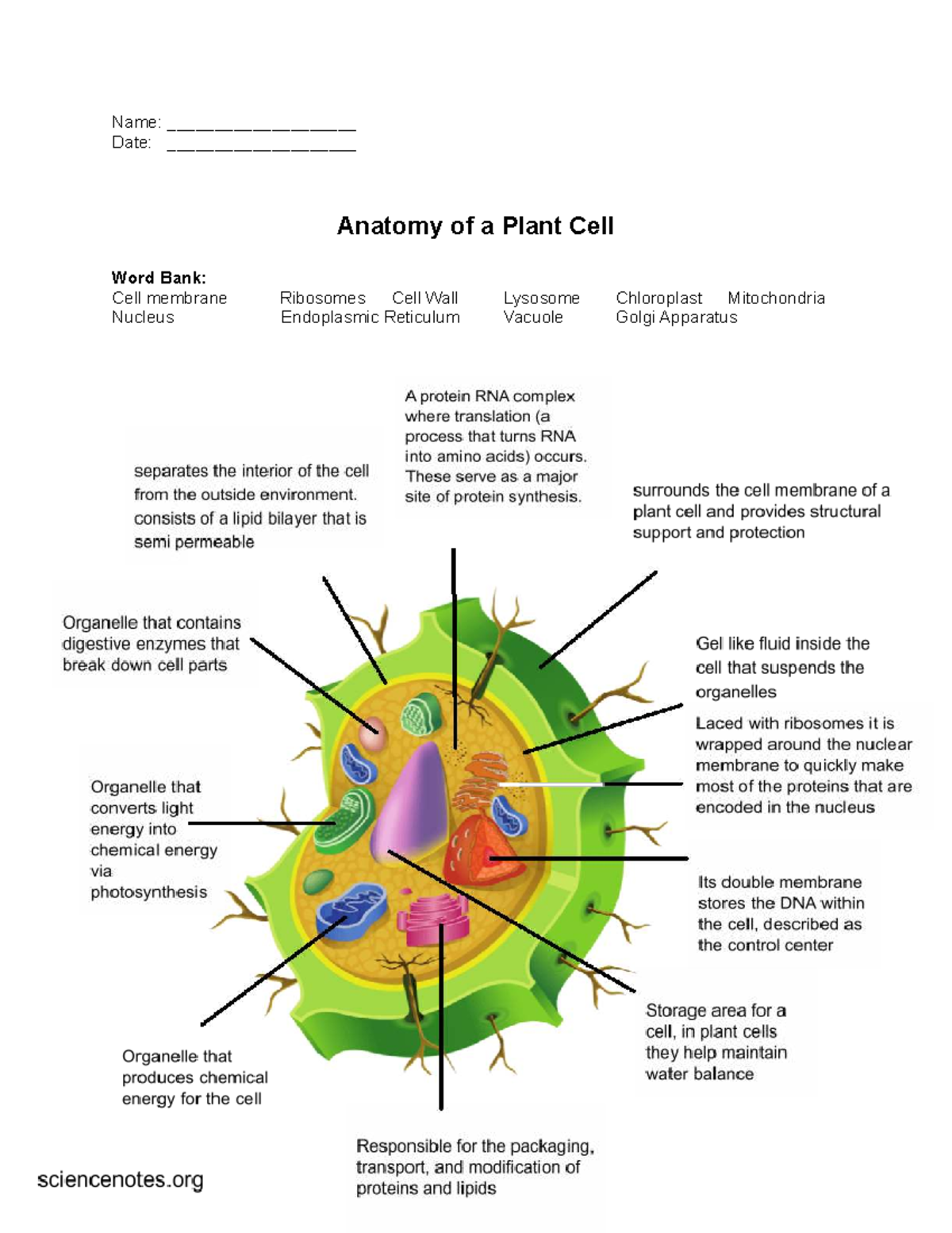 Parts-of-a-Plant-Cell-Student-Copy copy - bio25698 - Name ...