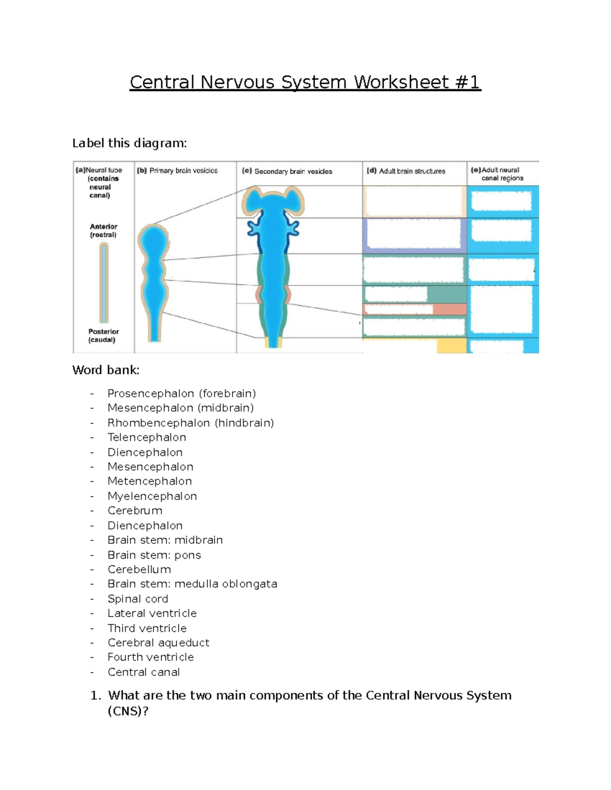 CNS Worksheet 1 - Labeling and Functions Practice - Studocu
