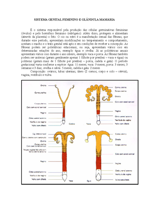 Anatomia (sistema genital masculino) - ESCROTO – saco de pele e tecido ...