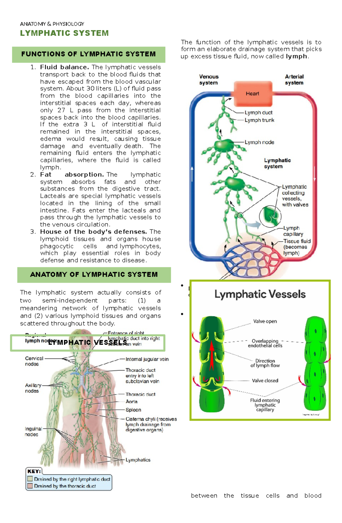 Lymph System Transes - LYMPHATIC SYSTEM Fluid balance. The lymphatic vessels transport back to ...