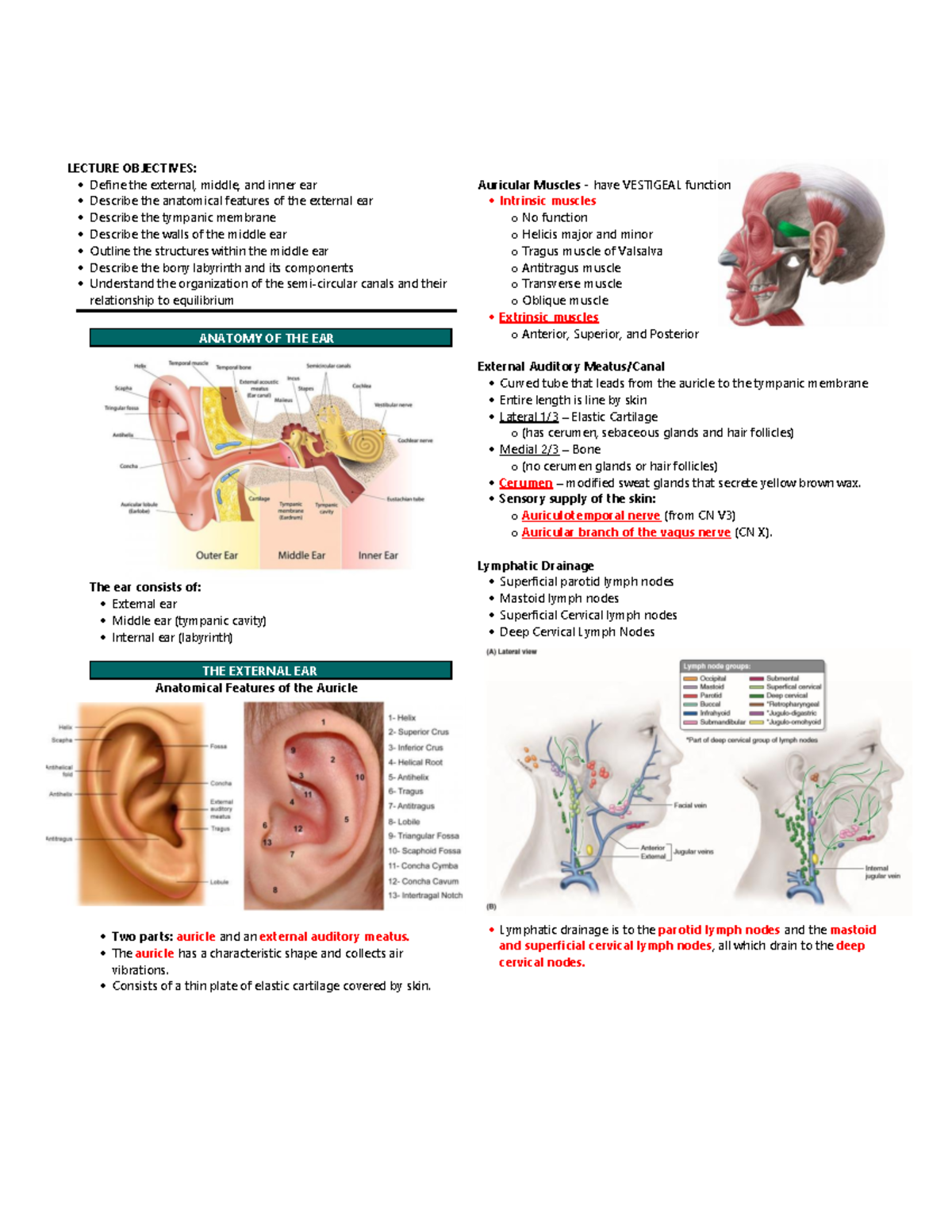 Ear Anatomy - Lecture 2 - LECTURE OBJECTIVES: Define the external ...