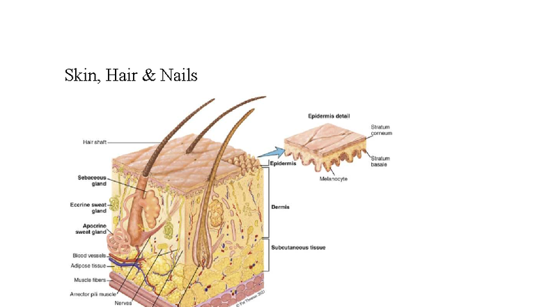 Skin, Hair, Nails: Comprehensive Overview of Integumentary System - Studocu