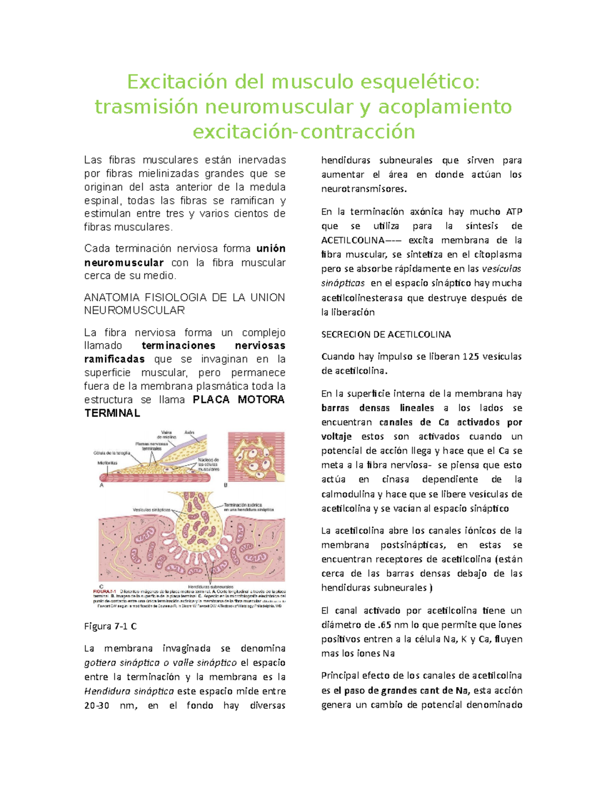 Excitación del musculo esquelético - Excitación del musculo esquelético ...