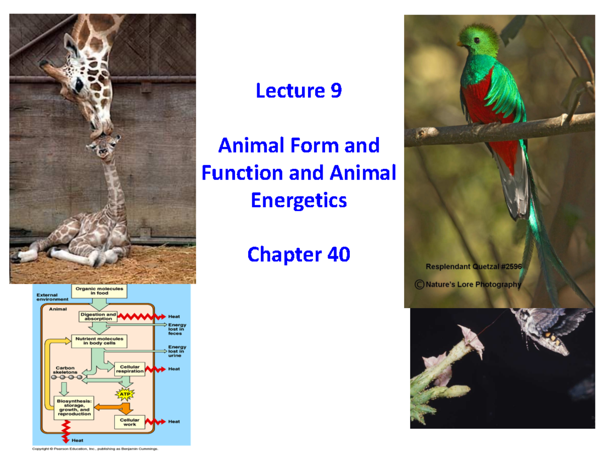 Animal Form & Function: Energetics and Homeostasis (Bio 2025) - Lecture ...