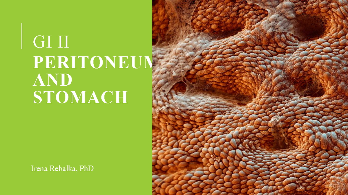 12 - GI II Peritoneum and Stomach: Lecture Outline and Key Concepts ...
