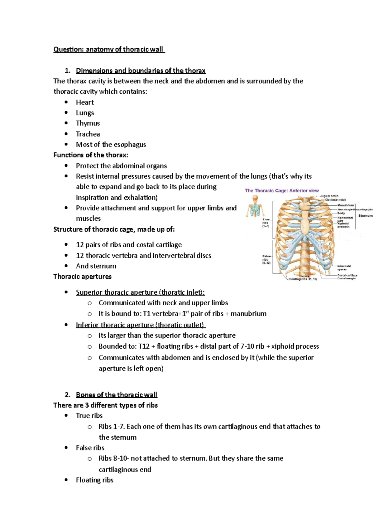 Anatomy of the Thorax: Dimensions, Boundaries, and Structures - Studeersnel