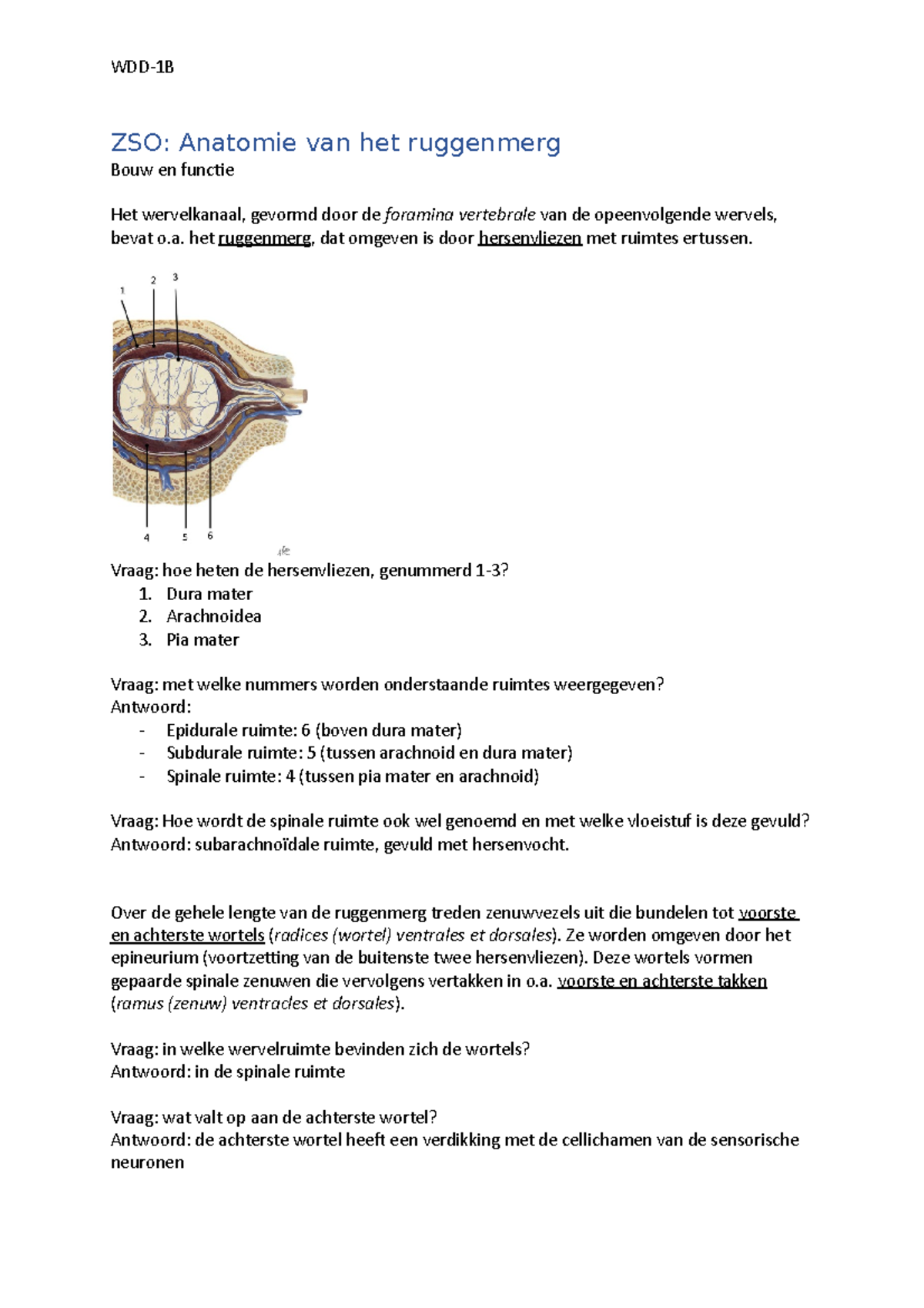 Histologie Van Het Ruggenmerg Print Pagina Anatomie