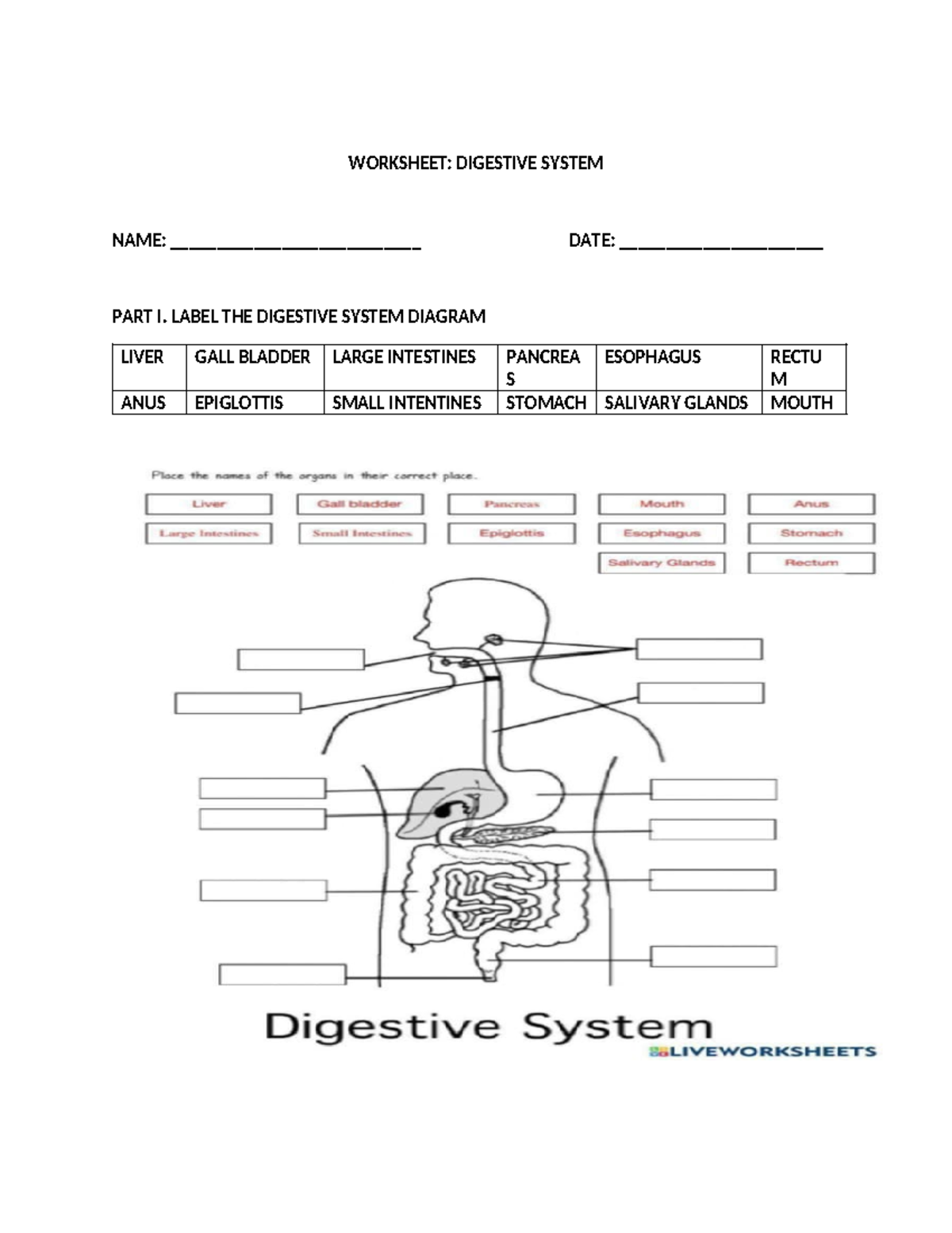 Worksheet 2: Digestive System Review & Functions Analysis - Studocu