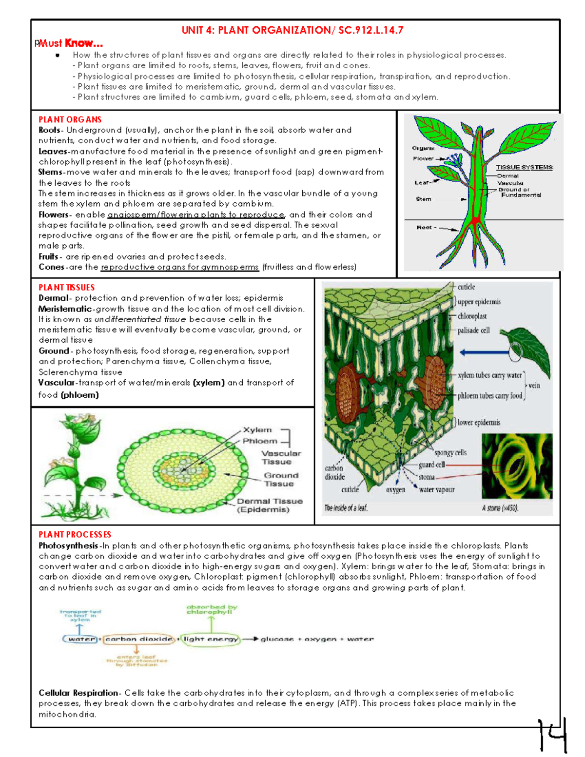 EOC Review Packet: Plants & Biochemistry (SC.912.L.14.7 & SC.912.L.16.3 ...
