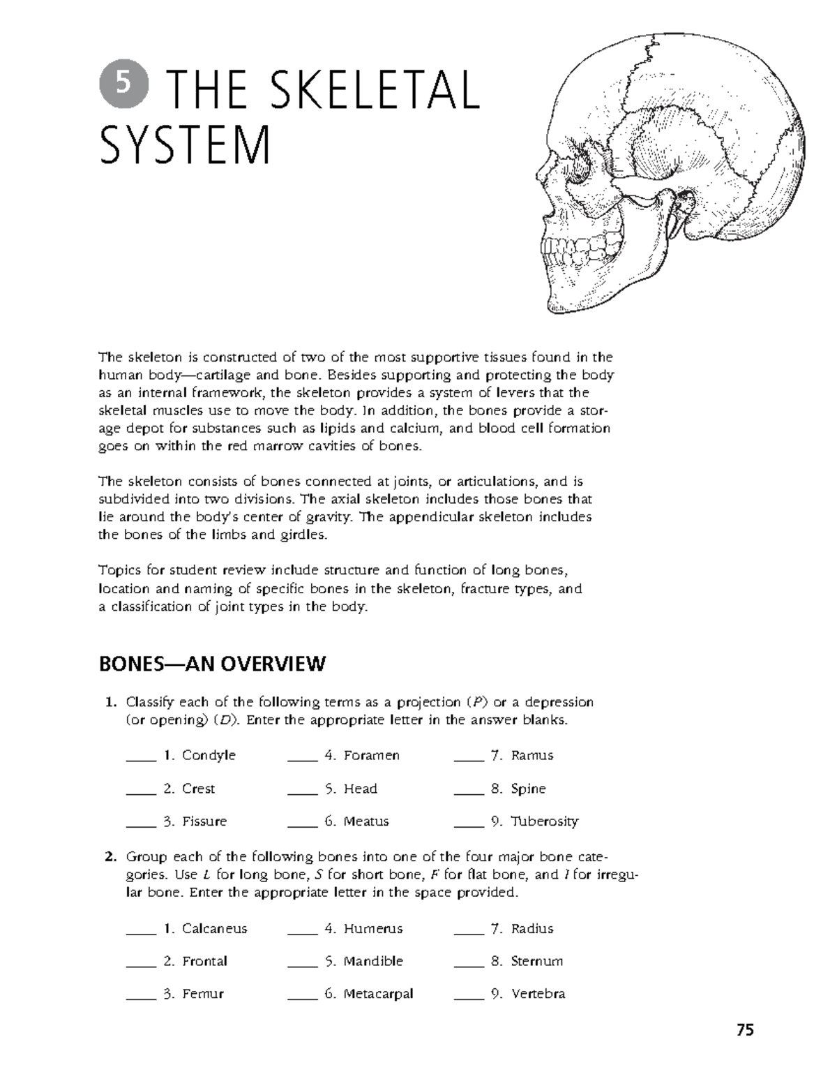 Skeletal System Overview and Key Concepts (BIO 101) - Studocu
