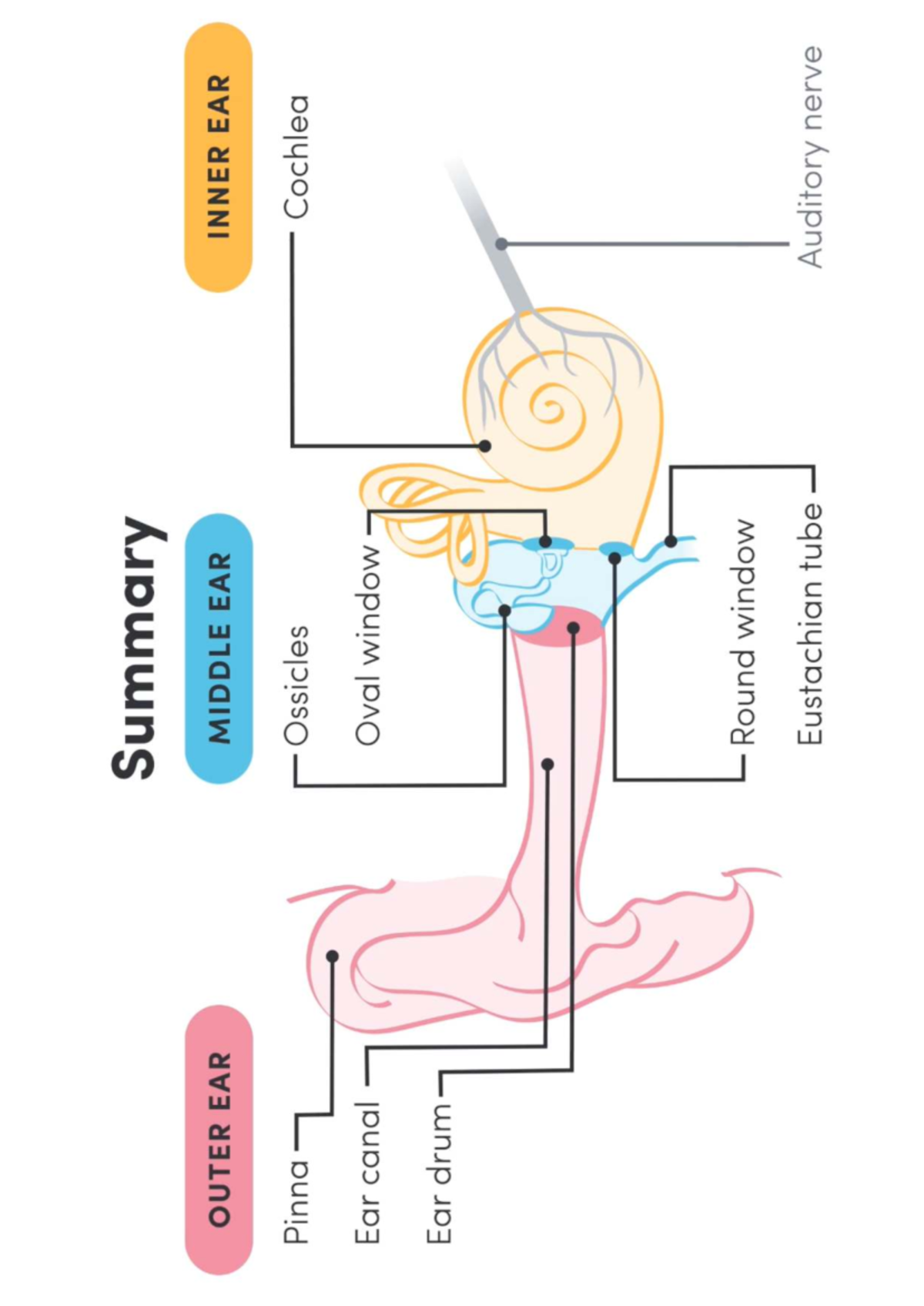 Diagram of the ear - non infectious disease - Summary OUTER EAR MIDDLE ...