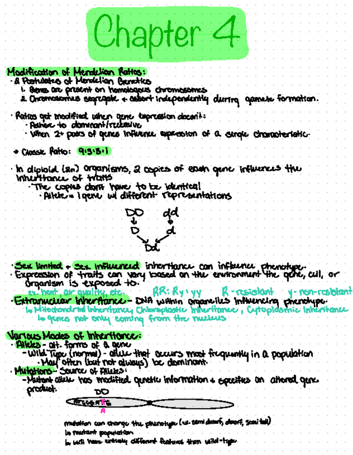 Ch 4 Lecture Notes: Mendelian Genetics and Inheritance Patterns - Studocu