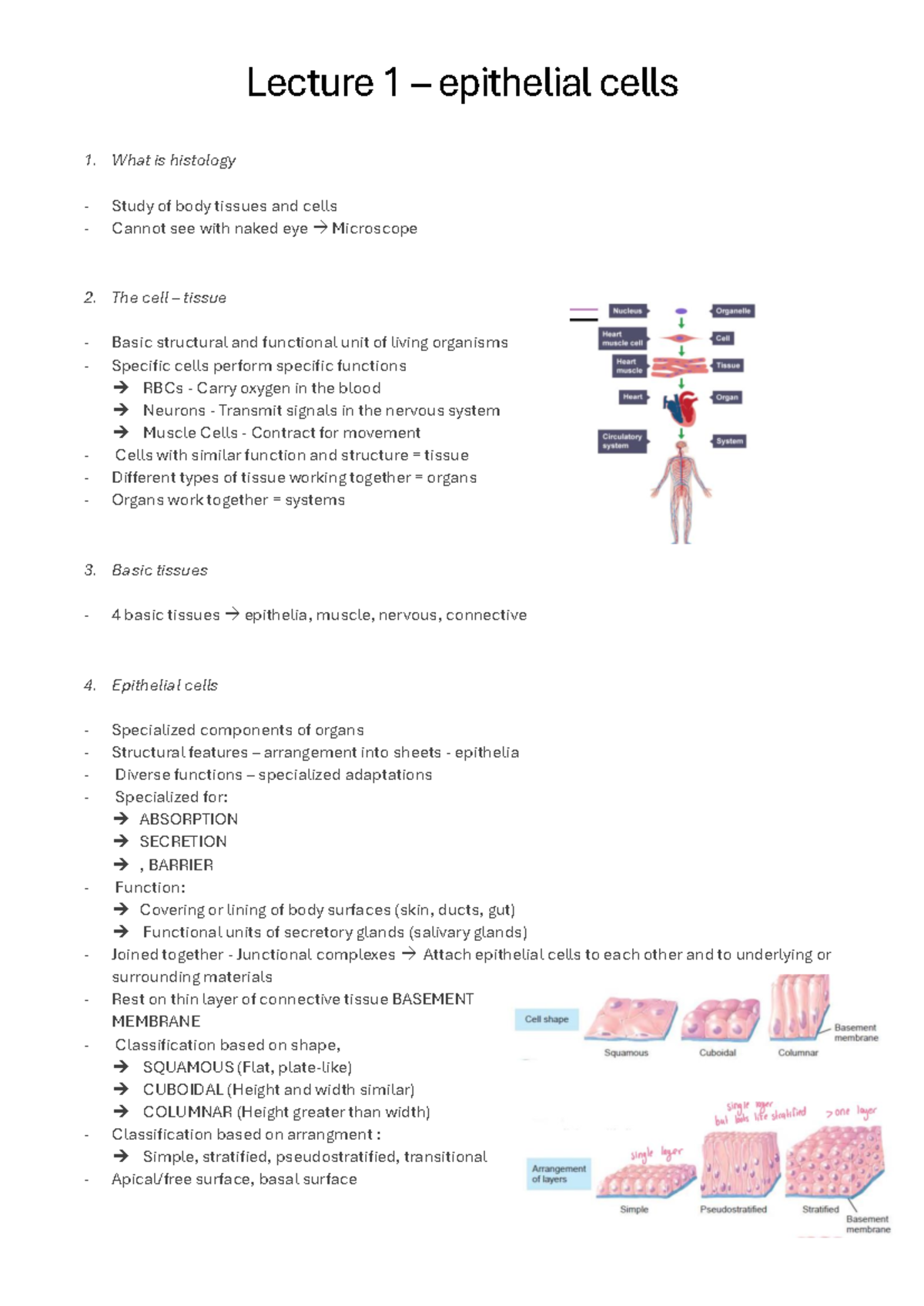 ANA 126 Lecture Notes: Epithelial Cells and Tissue Histology - Studocu