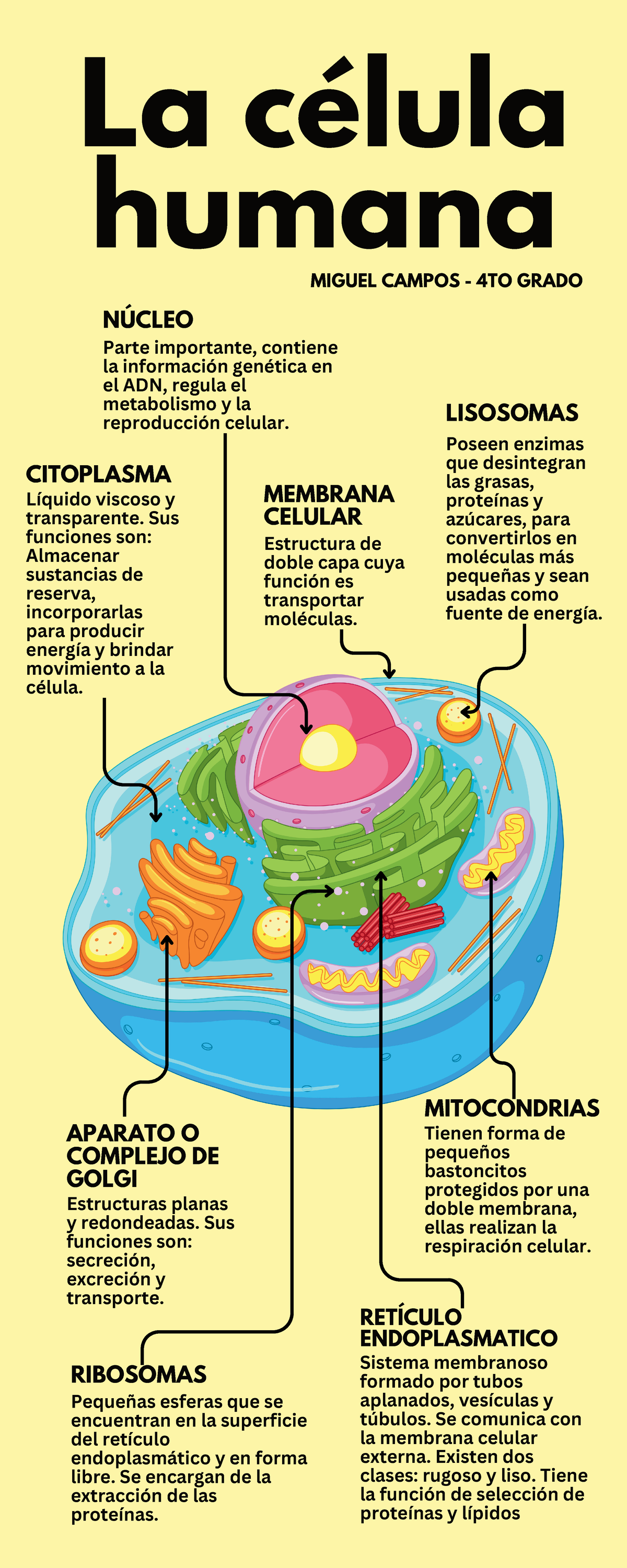 Diagrama De Celula Humana