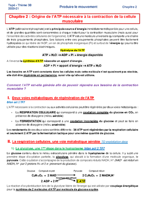 La region sous hyoidienne - La région Sous hyoïdienne Pr. Y. ROCHDI Pr ...