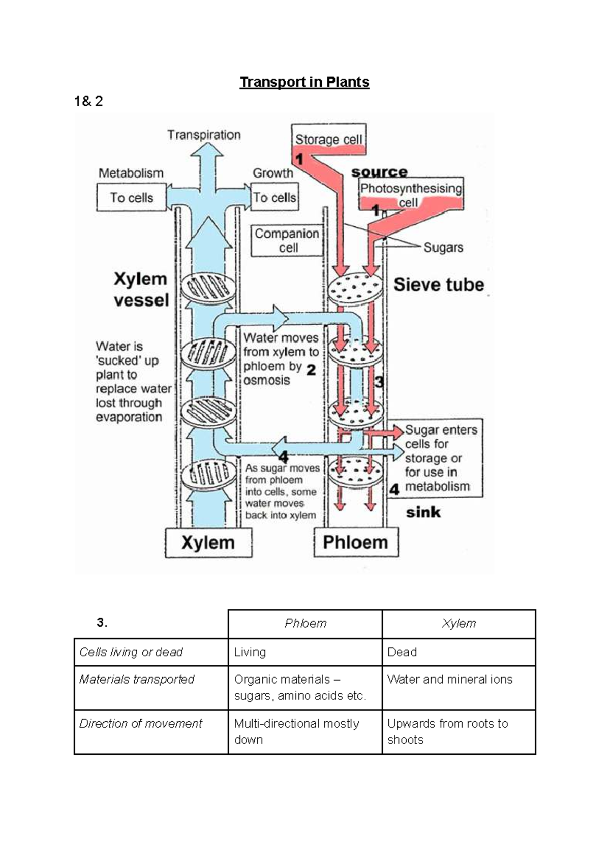 S13. Transport in Plants: Phloem & Xylem Functions - Studocu