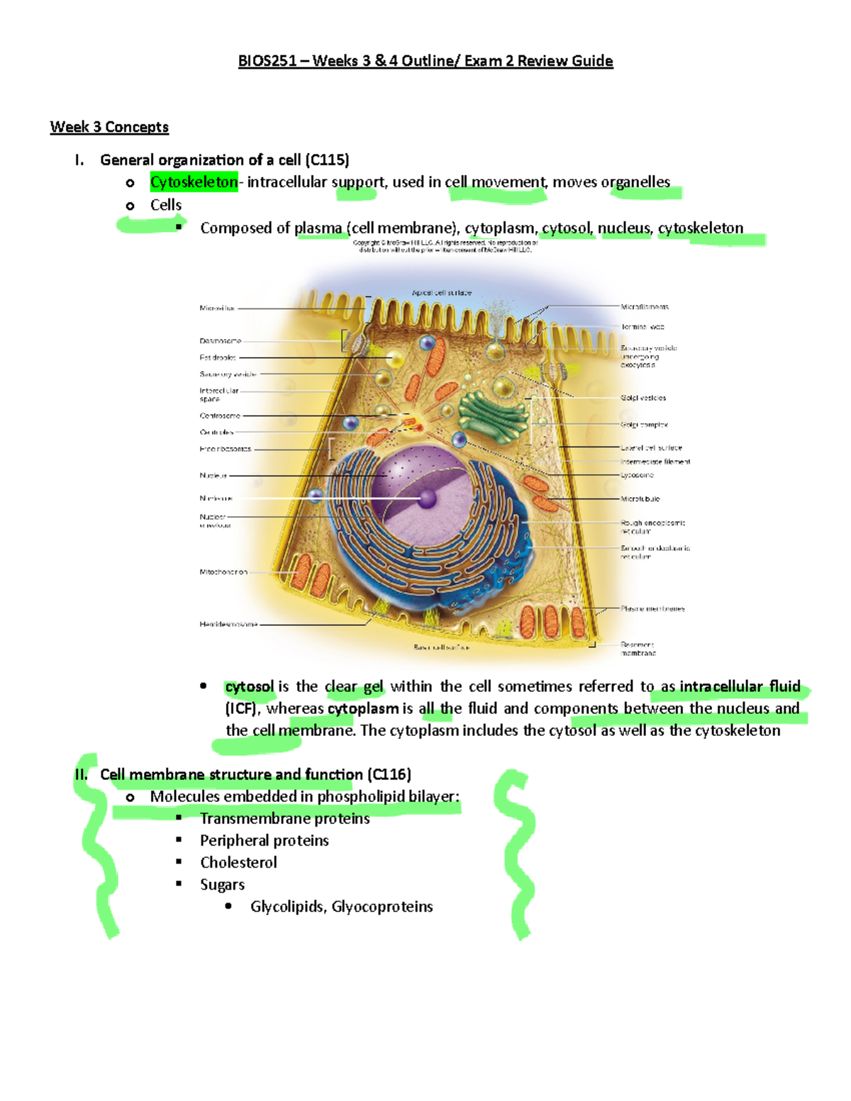 BIOS251 Exam 2 Study Guide: Weeks 3 & 4 Key Concepts Review - Studocu
