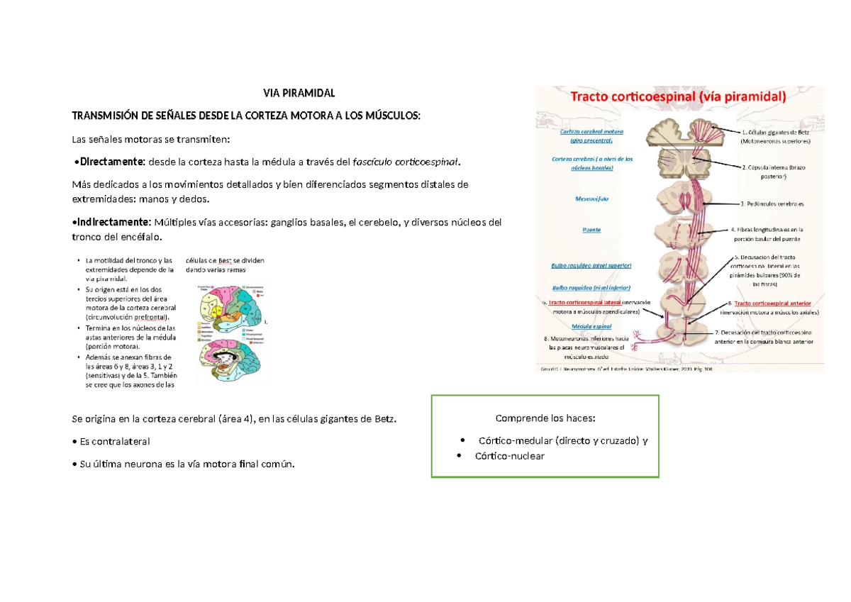 VIA PIRAMIDAL: Transmisión de Señales Motoras y Lesiones Neurológicas ...