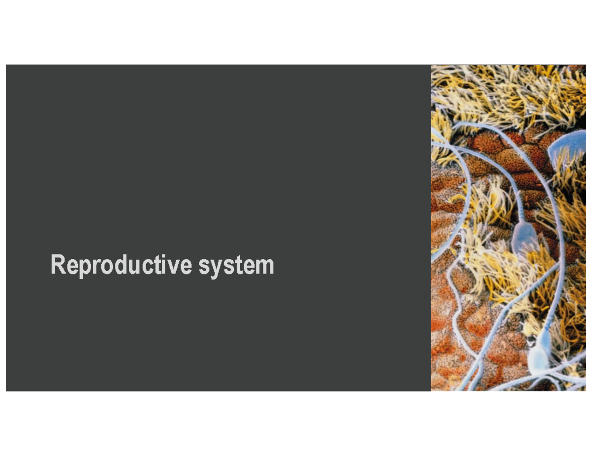 17 Reproductive System Overview: Male and Female Anatomy - Studocu