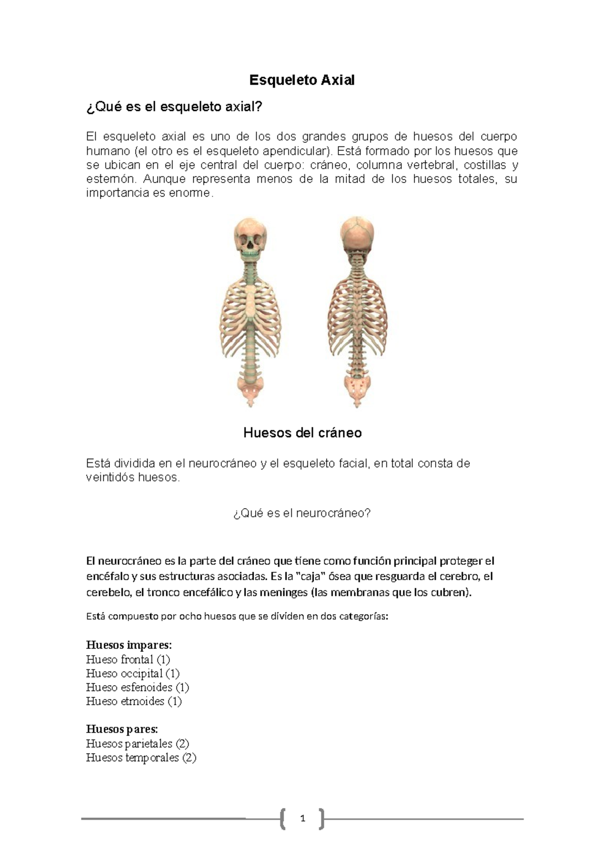 Esqueleto Axial: Informe Completo sobre su Estructura y Funciones - Studocu