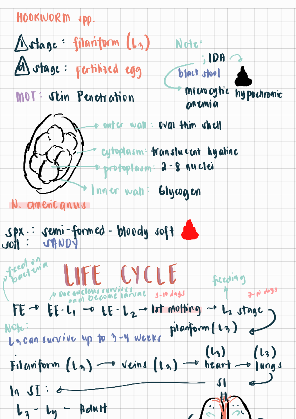 Hookworm pathogenesis and life cycle - HOOKWORM spp. stage: filariform ...
