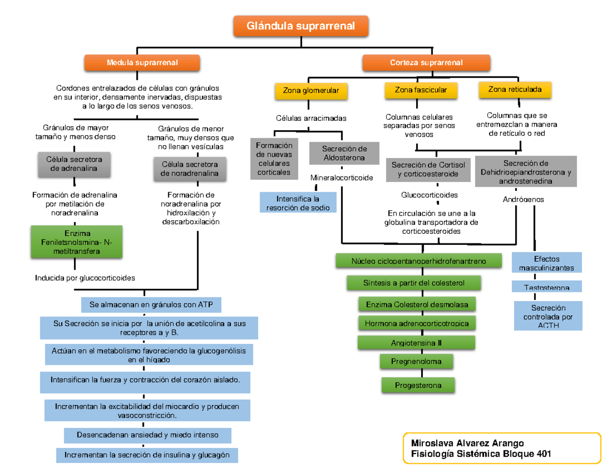255473689 Mapa conceptual sobre la grandula suprarrenal - Glándula suprarrenal Corteza ...