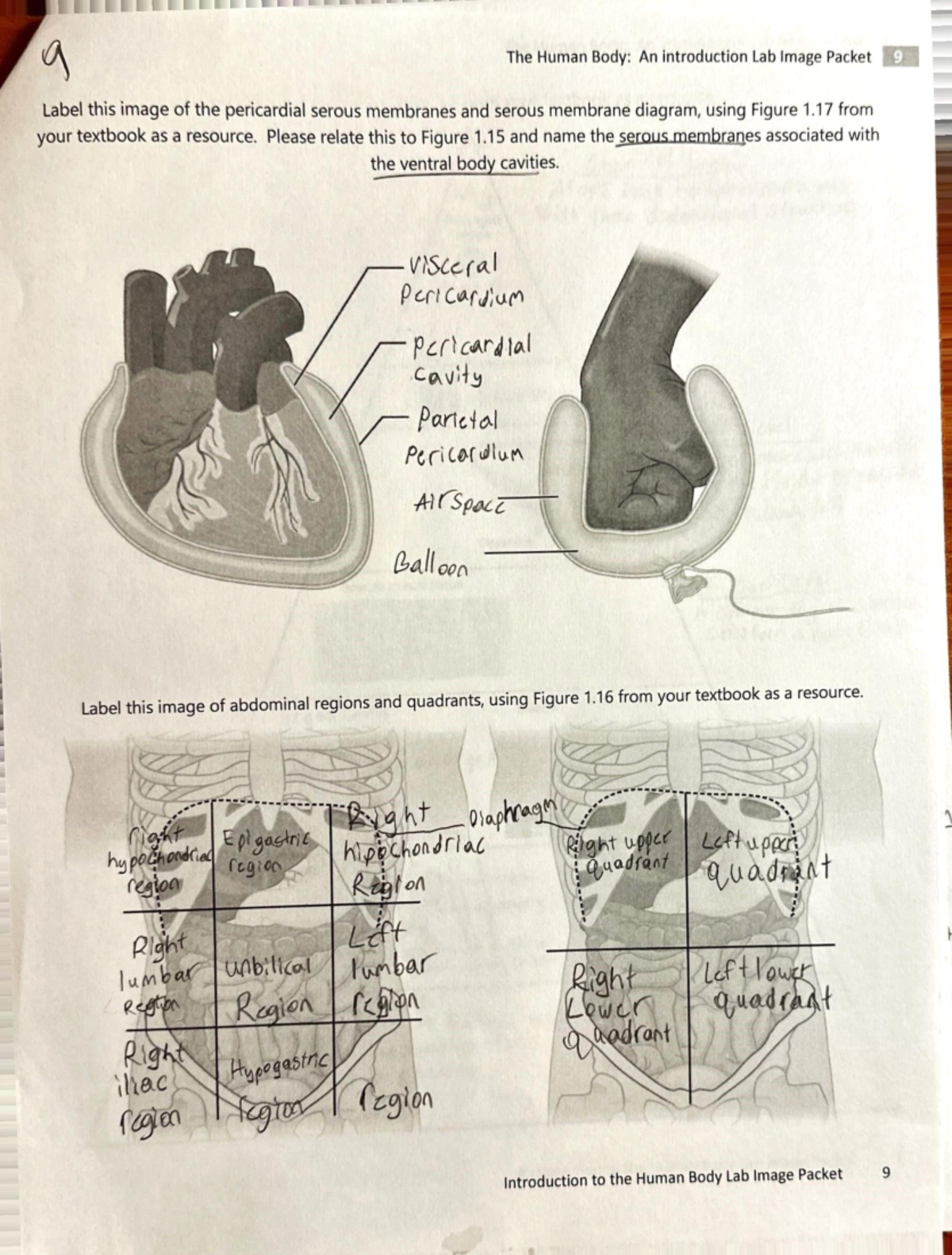 Introduction to the Human Body: Lab Image Packet - The Human Body: An ...
