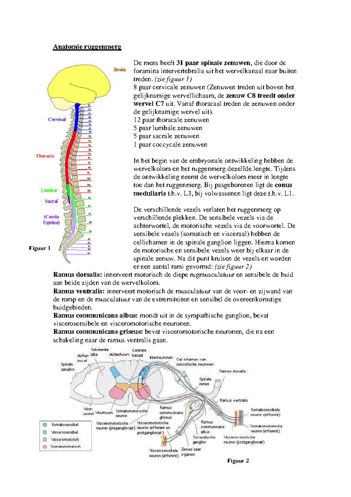 Anatomie ruggenmerg wervelkolom - Anatomie ruggenmerg De mens heeft 31 ...