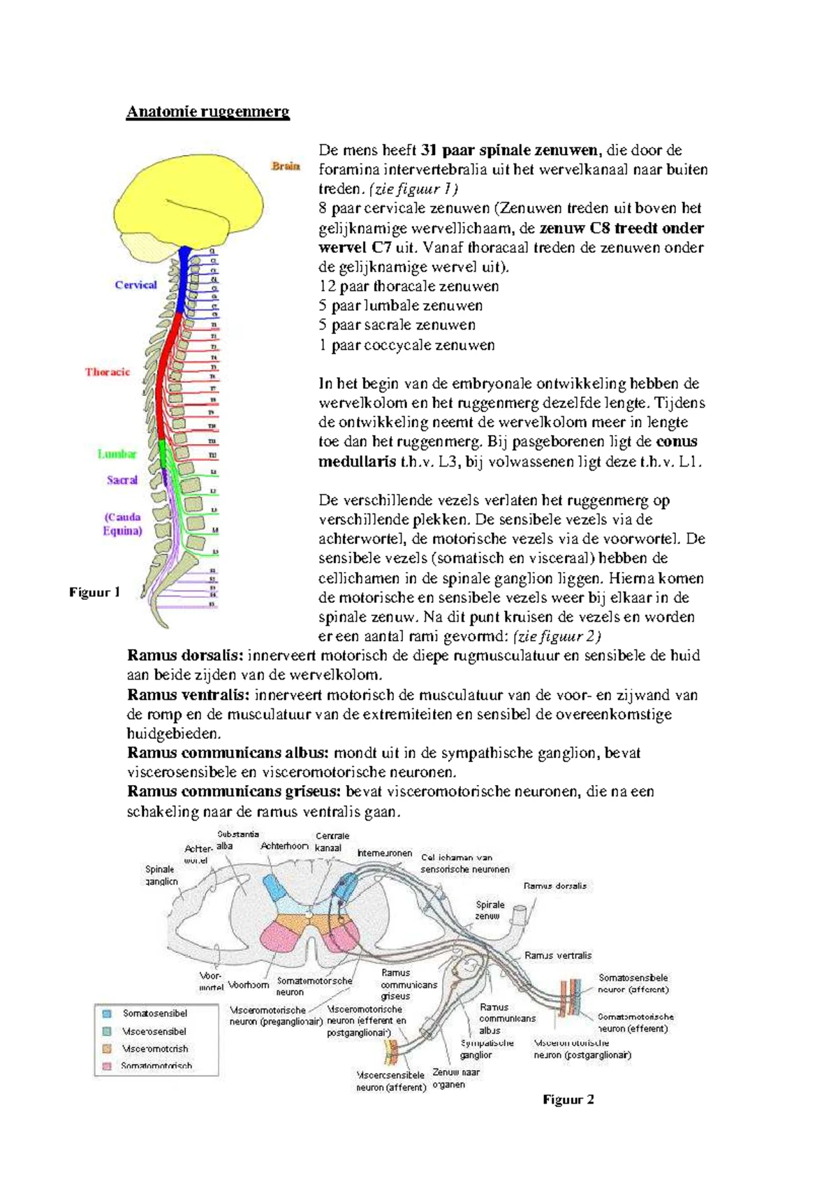 Radiculopathie en Myelopathie: Inzichten en Behandelingen (Cervicale ...
