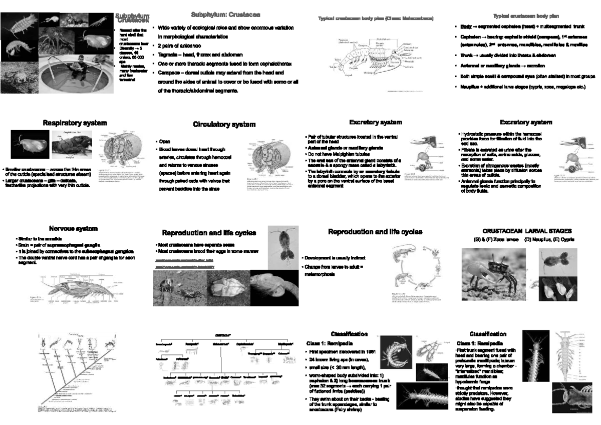 Crustaceans: Summarized Lecture Notes (Course Code: Crustacea) - Studocu