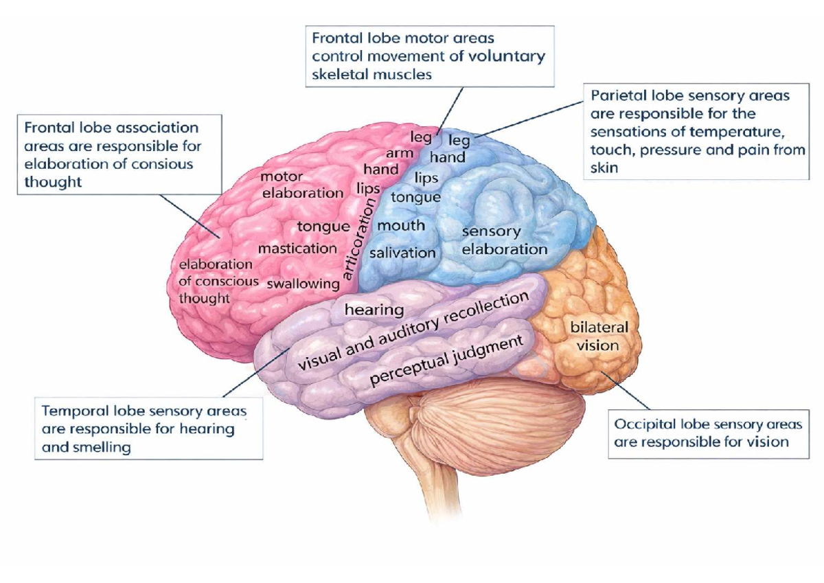 Frontal Lobe Functions: Motor & Sensory Areas Explained - Studocu