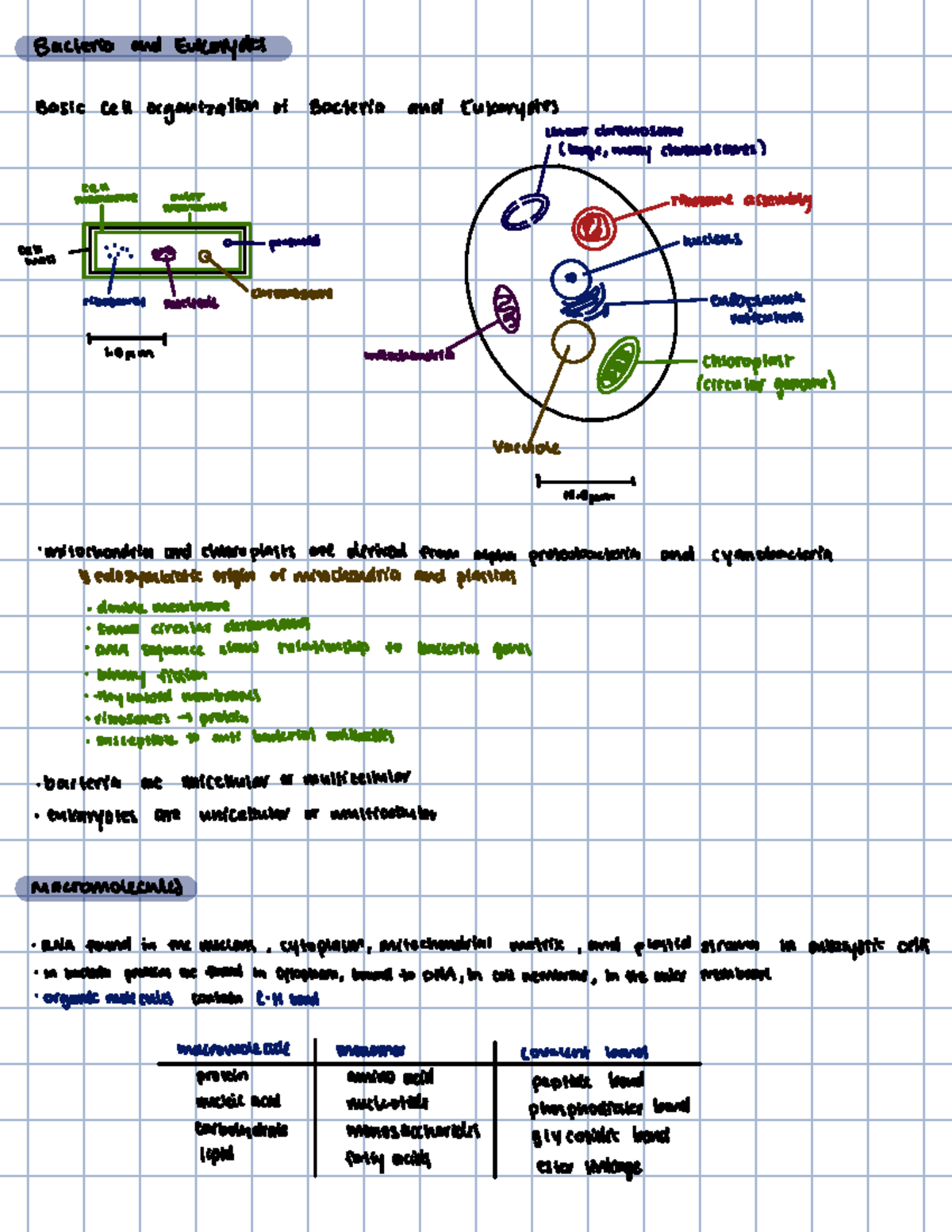 Bacteria and Eukaryotes: Basic Cell Organization - Lecture Notes - Studocu