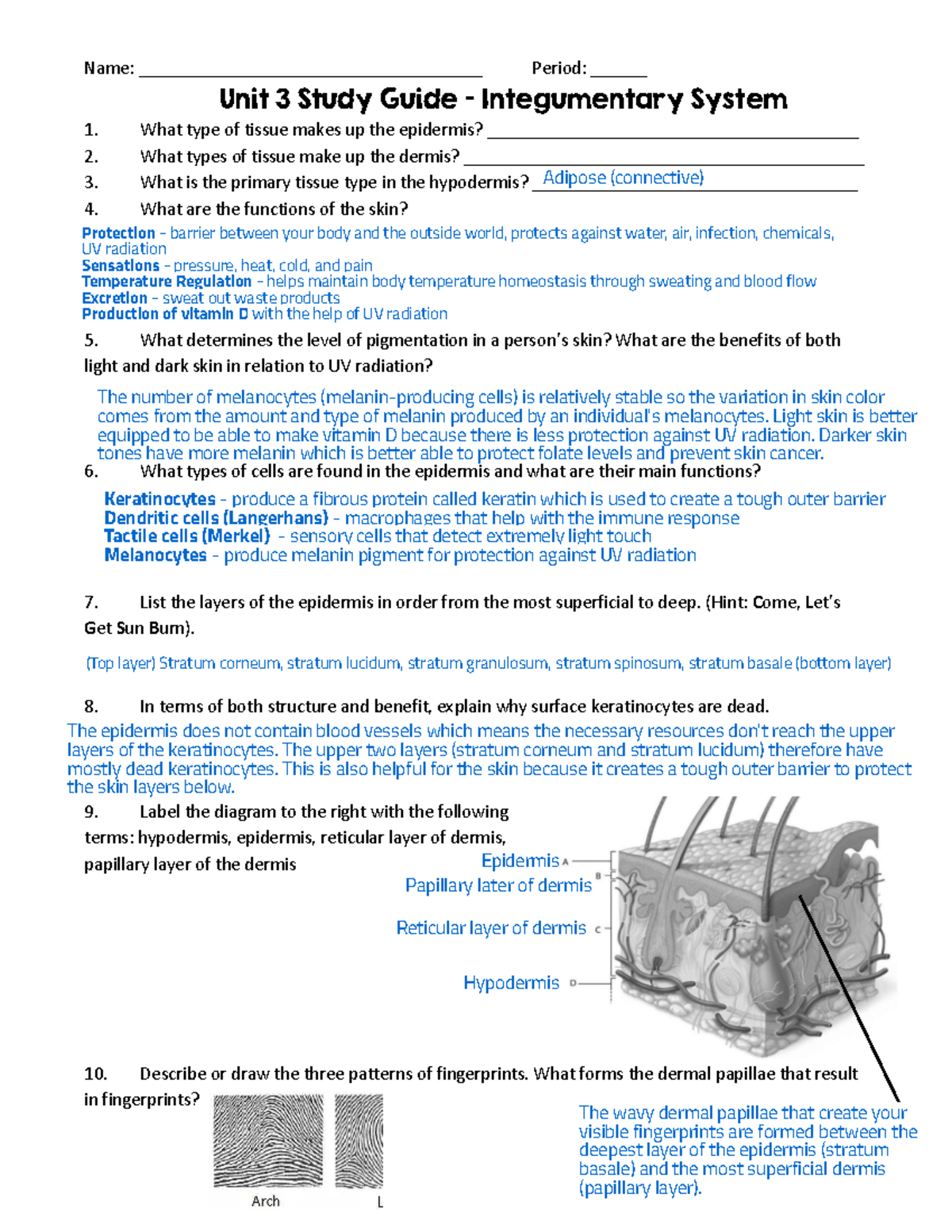 Unit 3 Study Guide: Integumentary System Review - Studocu