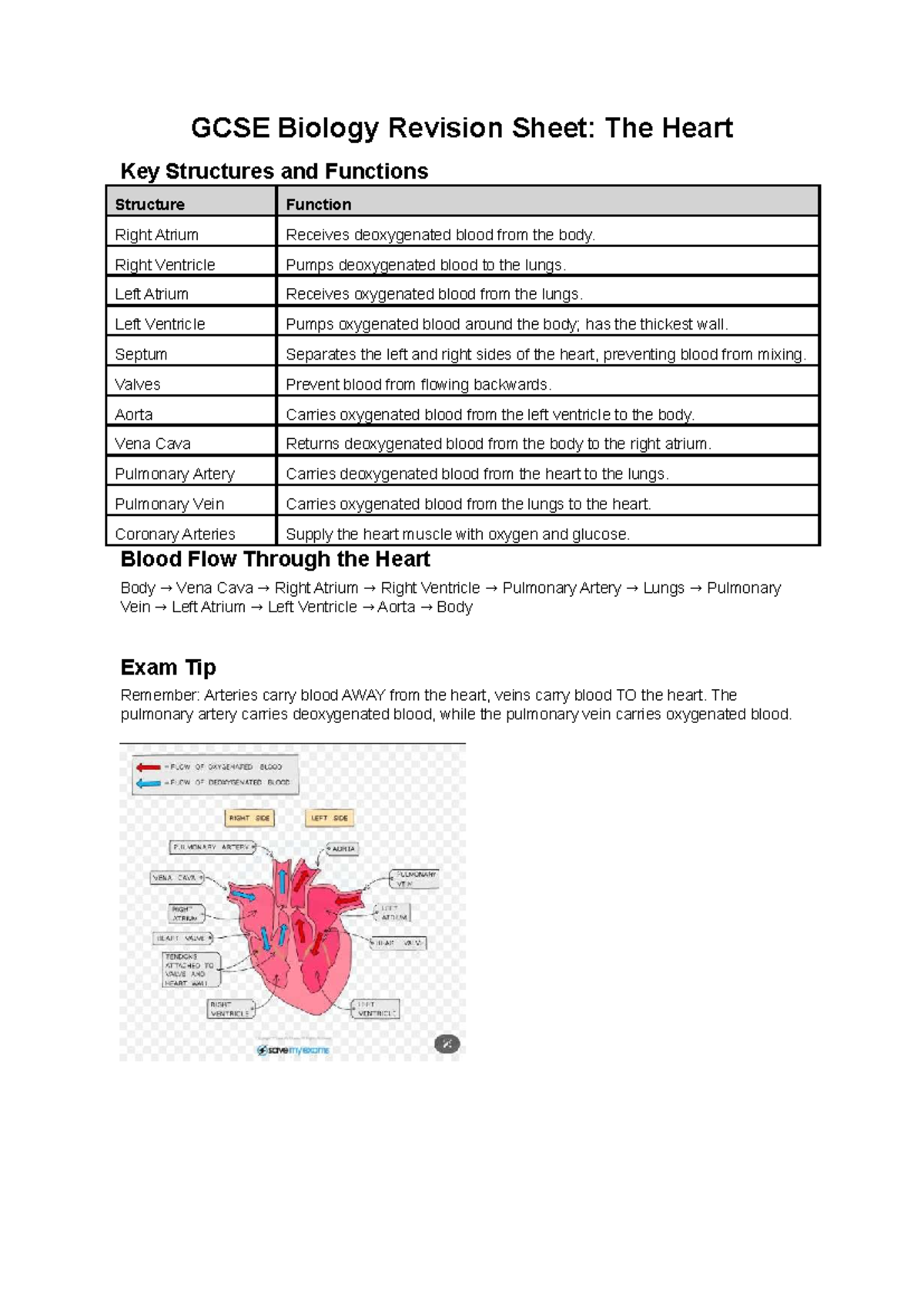 GCSE Biology Revision Sheet: The Heart Structures & Functions - Studocu