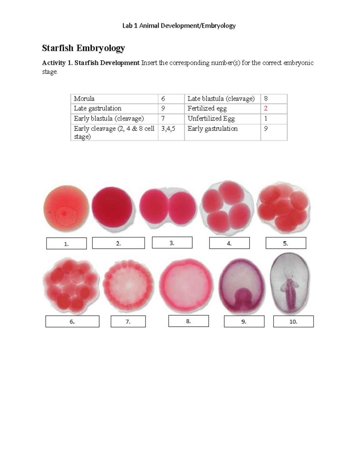 Starfish Egg Development Frontiers | Larval Development Of Holothuria