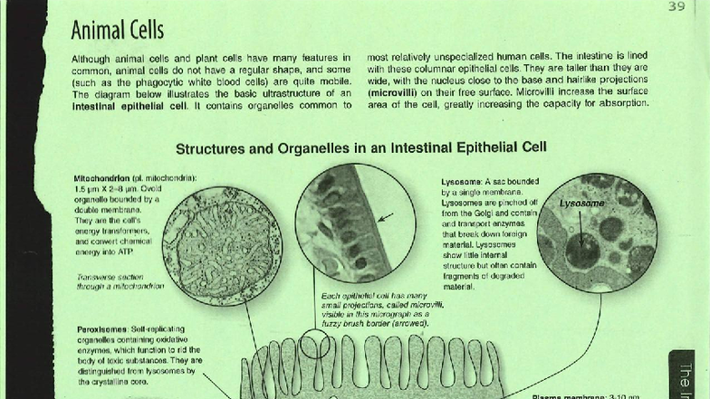 Animal Cells WS: Structure and Function of Intestinal Epithelial Cells ...