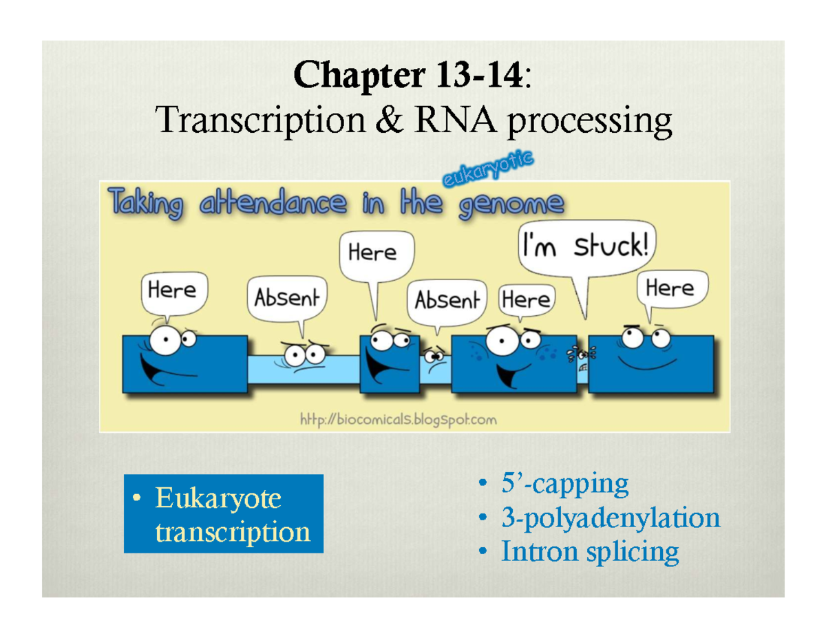 Chapter 14: Eukaryotic Transcription & mRNA Processing Techniques - Studocu