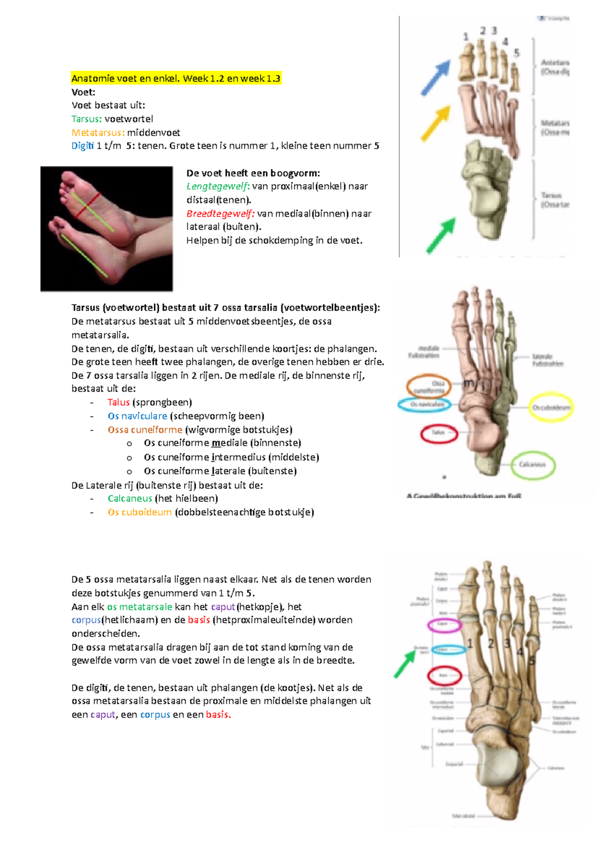 Anatomie van de Voet en Enkel - College-aantekeningen 1.5 - Studeersnel