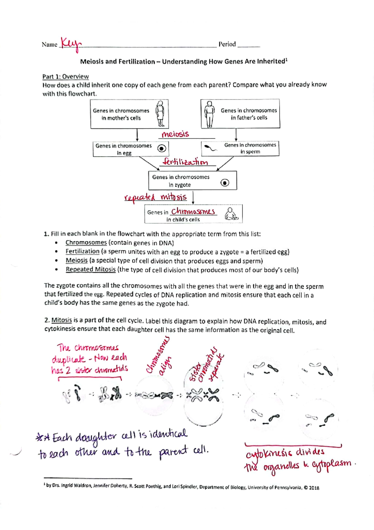 Meiosis and Fertilization Study Packet KEY (BIO 101) - Studocu