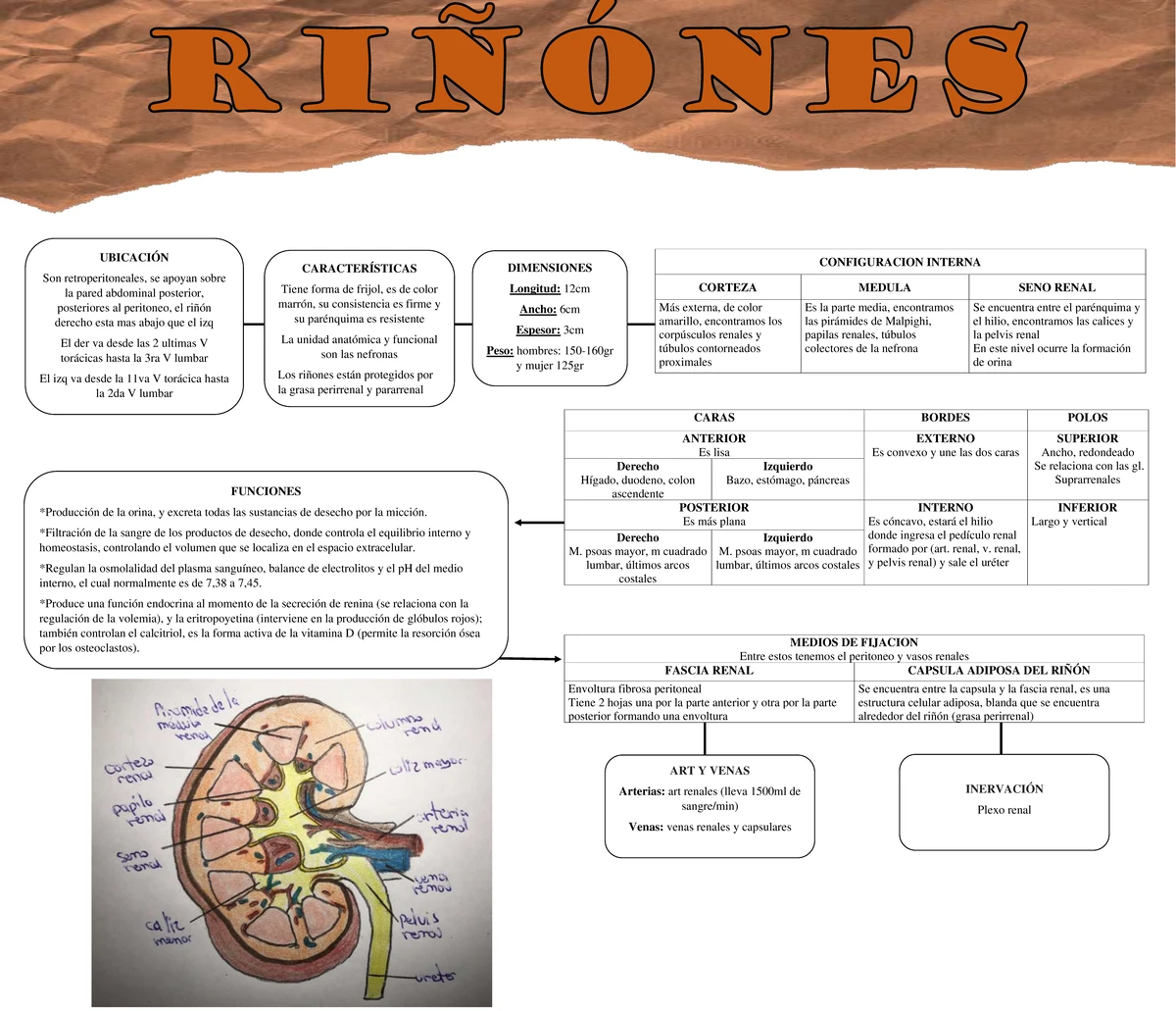 Escroto y pene: anatomía y función del aparato reproductor masculino ...