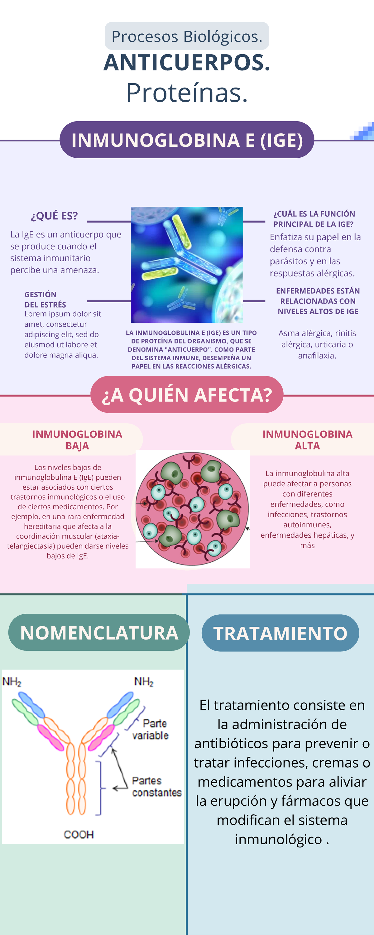Inmunoglobina E - Infografia de la inmunoglobulina E - ¿QUÉ ES? ¿CUÁL ...
