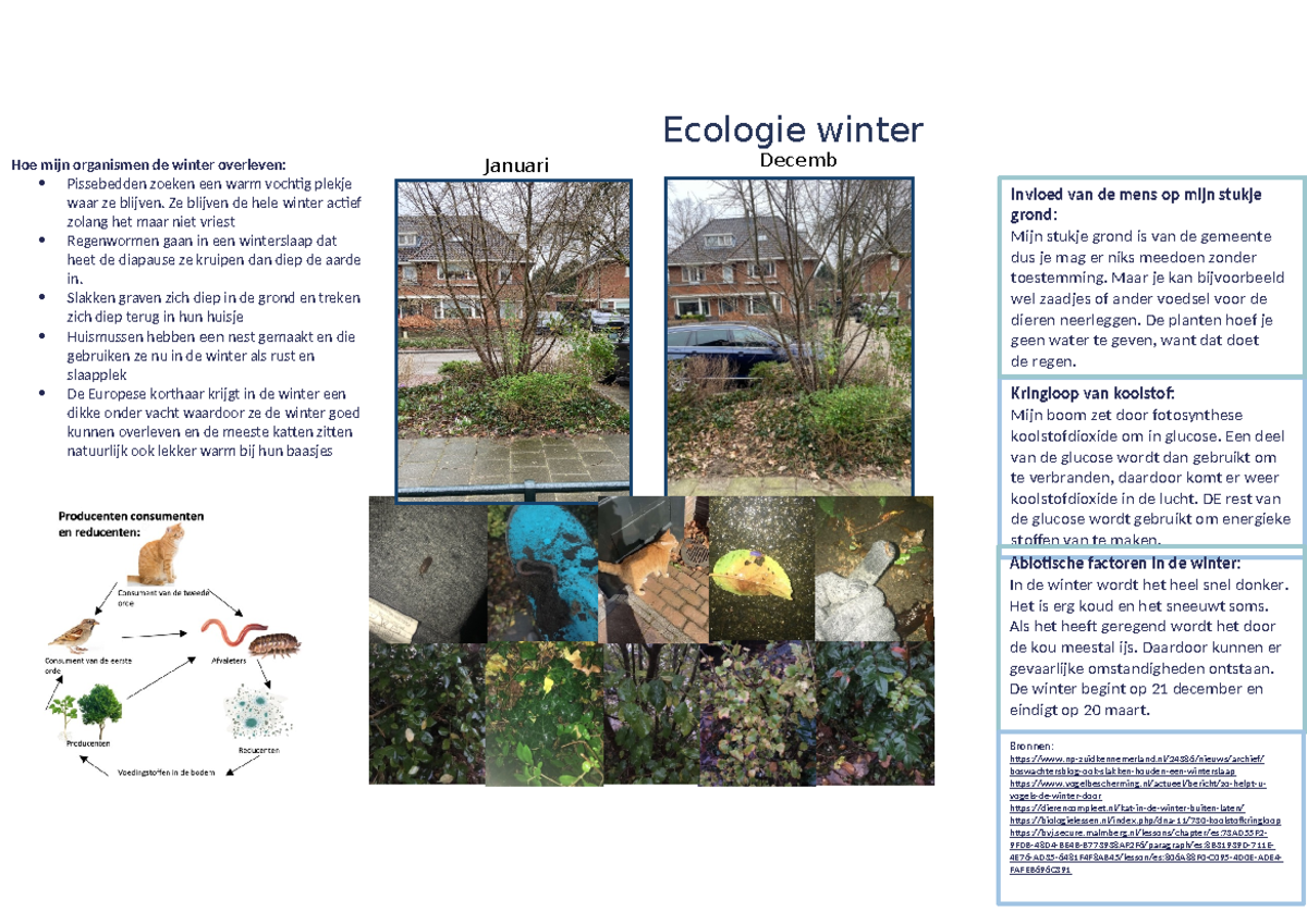 Ecologie Project Winter: Koolstofkringloop en Overleving van Organismen ...