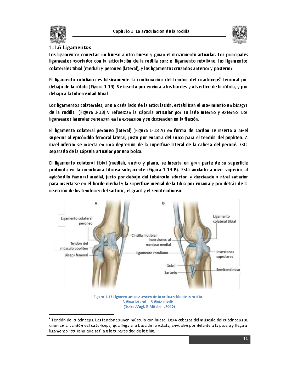 Capítulo 1: Ligamentos de la Articulación de la Rodilla - Studocu