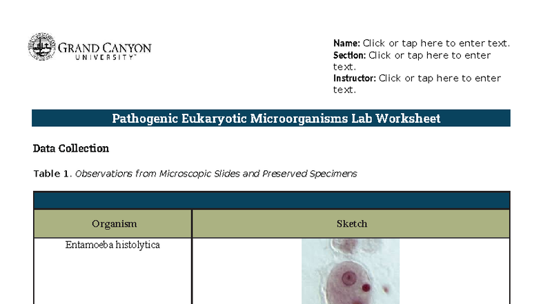 BIO 205L Lab 13: Pathogenic Eukaryotic Microorganisms Worksheet - Studocu